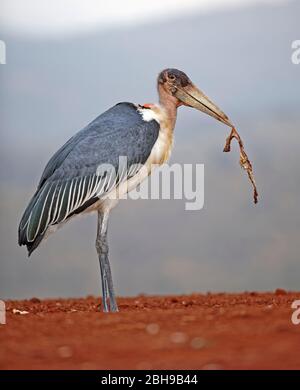 Marabou Stork (Leptoptilos crumeniferus) eats Lesser flamingo Stock ...
