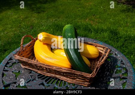 Yellow courgettes grown to marrow size in basket in garden outdoors ...
