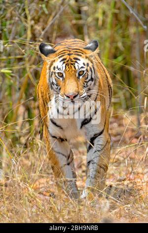 Close up view of a tiger Stock Photo - Alamy