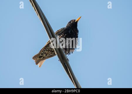 wildlife starling birds on power lines Stock Photo - Alamy