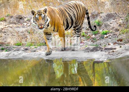 Tiger (Panthera tigris) standing up on hind legs, looking down, front ...