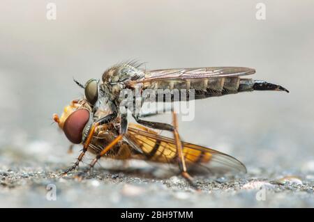 flies, fly, prey, booty, flies, insect, insects, fly, prey, booty ...