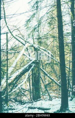 broken log in the woods Stock Photo - Alamy