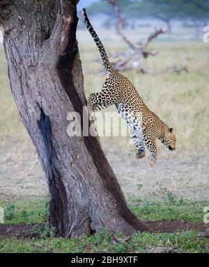Leopard in a tree in the savannah Tanzania East Africa Stock Photo - Alamy