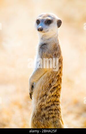 One meerkat standing on hind legs looking for predators, tall grass in ...