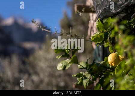 Lemon tree in Amalfi Stock Photo - Alamy