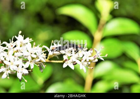 Lovebugs breeding on a flower Stock Photo - Alamy