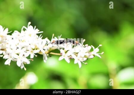 Lovebugs breeding on a flower Stock Photo - Alamy