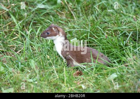 Ermine, big weasel Stock Photo - Alamy