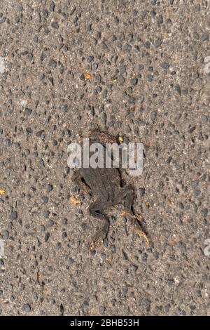 Dead toad run over on the road during the toad migration Stock Photo ...