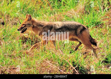 Golden jackal Canis aureus indicus feeding of a dead zebu. Keoladeo ...