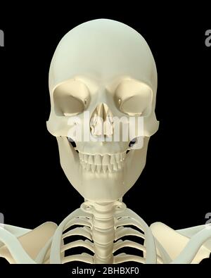 Human Skeleton System Bones Anterior View Anatomy Stock Photo - Alamy