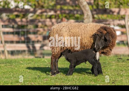 lamb outside in the meadow during Easter Stock Photo - Alamy