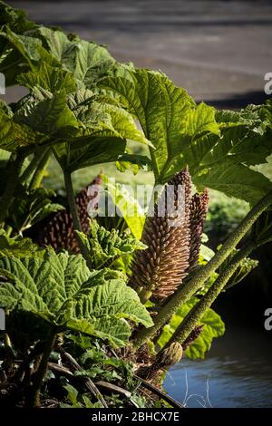 A flower spike inflorescence of a Gunnera manicata Stock Photo - Alamy