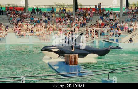 Trainer riding Killer Whale orcinus orca while performing tricks during ...