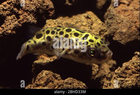 Green puffer fish (Tetraodon nigroviridis Stock Photo - Alamy