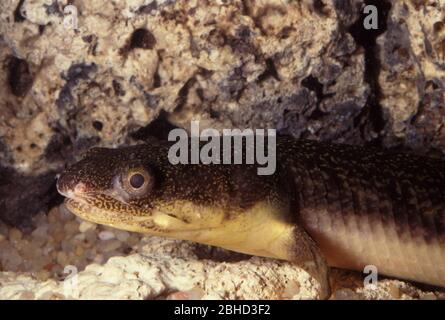 Marbled bichir, Polypterus palmas Stock Photo - Alamy