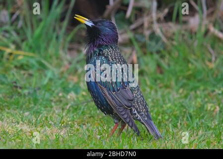 Brightly coloured common starling ( sturnus vulgaris ) perched on a ...