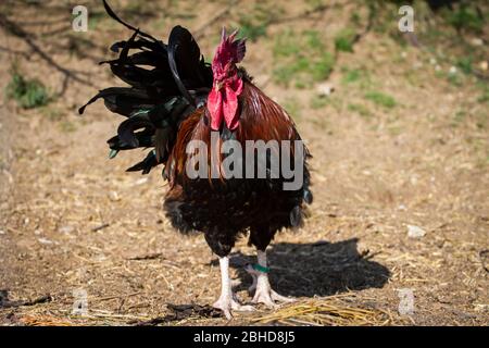 Dorking rooster, an old english chicken breed Stock Photo - Alamy