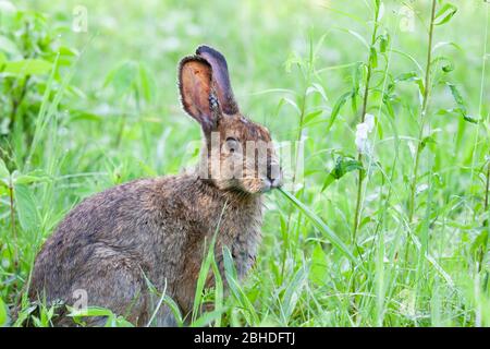 Rabbit covered in engorged black-legged ticks or deer ticks on an early ...