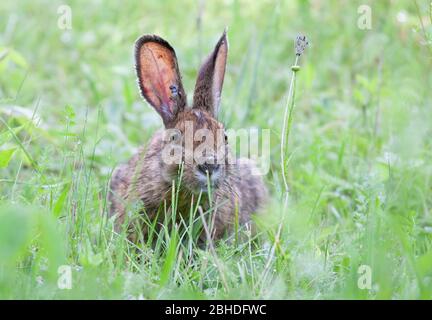 Rabbit covered in engorged black-legged ticks or deer ticks on an early ...