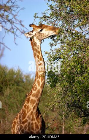 Giraffe in National park of Kenya, Africa Stock Photo - Alamy