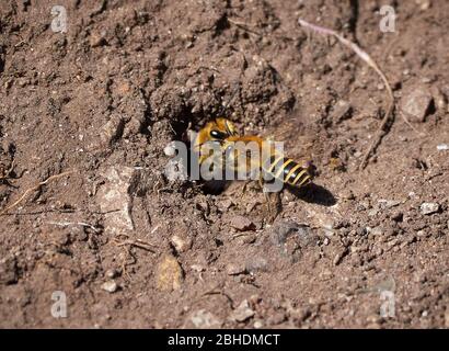 Colletes hederae, Ivy Bee Stock Photo - Alamy