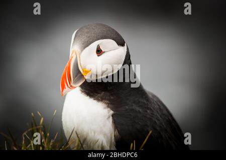 The beautiful Puffin a rare bird specie photographed in Iceland Stock ...