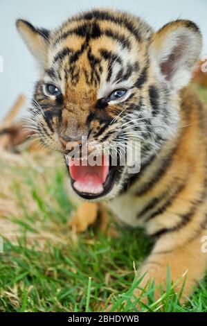 Tigre De Bengala Bebe