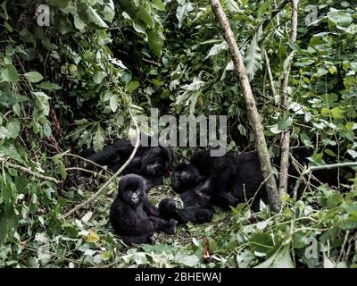 A gorilla family, Mother, Father and Baby Stock Photo - Alamy