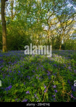 Bluebells flowering in woodlands during spring, Surrey, England, United ...