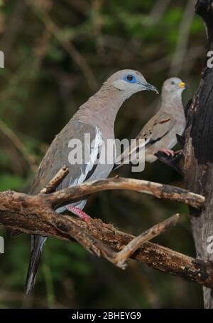 West Peruvian Dove (Zenaida meloda Stock Photo - Alamy