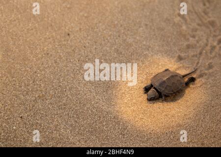 Little land turtle in the desert Stock Photo - Alamy