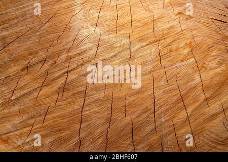 Annual growth rings on logged tree texture background Stock Photo - Alamy