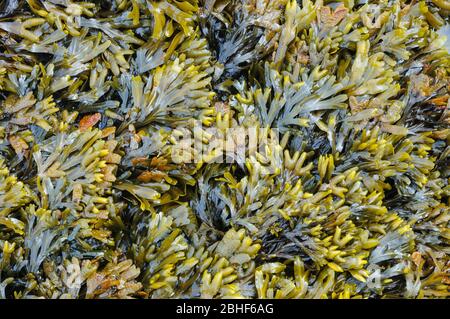 Close up of rockweed Stock Photo - Alamy