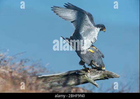 Mating peregrine falcons Stock Photo - Alamy