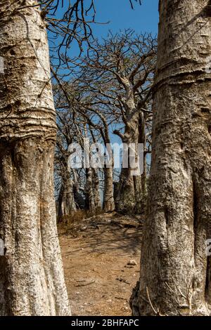 Baobab tree, The Gambia Stock Photo - Alamy