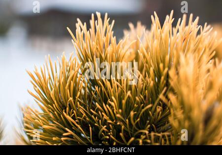Golden, Yellow, Garden, Conifers, Juniperus communis "Gold Cone Stock ...
