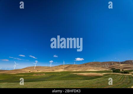 Windmills in a field along the Columbia River Gorge on the border ...
