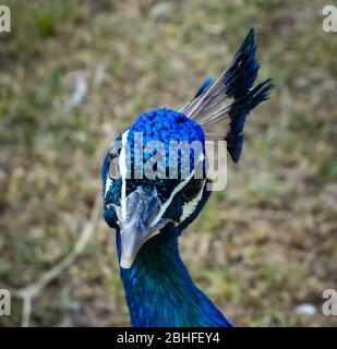 Vertical closeup shot of a peafowl in a garden wtih blurred background ...