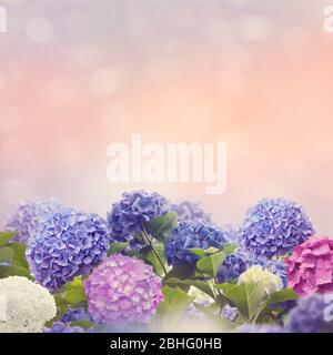 Blooming hydrangea flowers in colorful garden pots inside modern ...