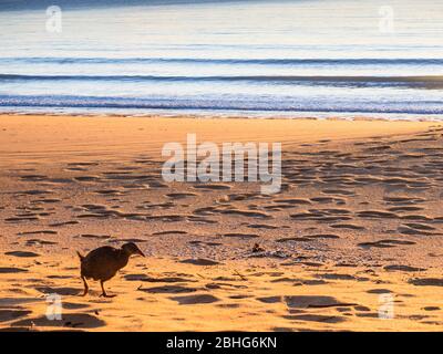 Weka (Gallirallus australis) foraging at shoreline, Fox River, Paparoa ...
