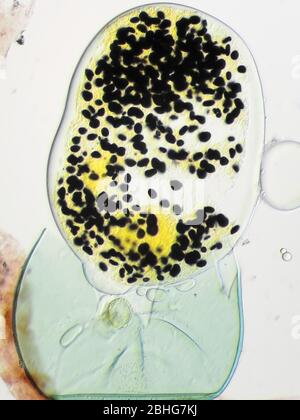 Grain starch grains under the microscope 200x Stock Photo - Alamy