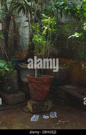 Fresh Ocimum tenuiflorum, commonly known as holy basil, tulsi or tulasi ...
