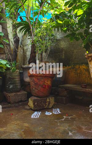 Fresh Ocimum tenuiflorum, commonly known as holy basil, tulsi or tulasi ...