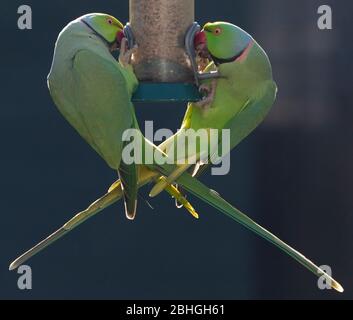 London, UK. 26th April 2020. Day 34 of Coronavirus lockdown in UK ...