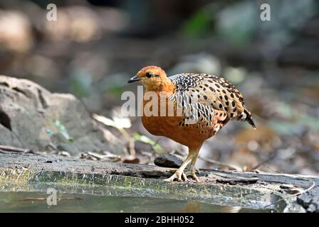 A Ferruginous Partridge (Caloperdix oculea) comimg to drink at a forest ...