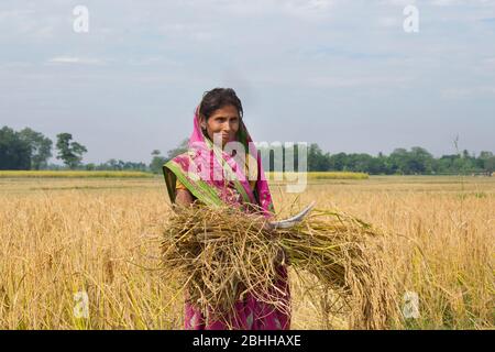 Women cutting paddy in rural india Stock Photo - Alamy