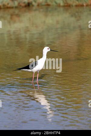 bird called black-winged stilt or Himantopus himantopus is a long ...