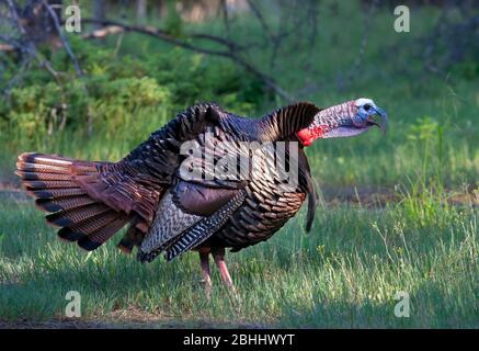 Eastern wild Turkey gobbling Stock Photo - Alamy